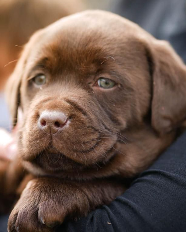 🔥Comprar Cachorro Girona🔥Venta Cachorros Girona🔥 | Radikaldogs